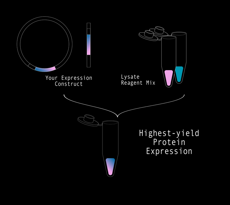 Cell Free Protein Synthesis Kits – Ginkgo Reagents